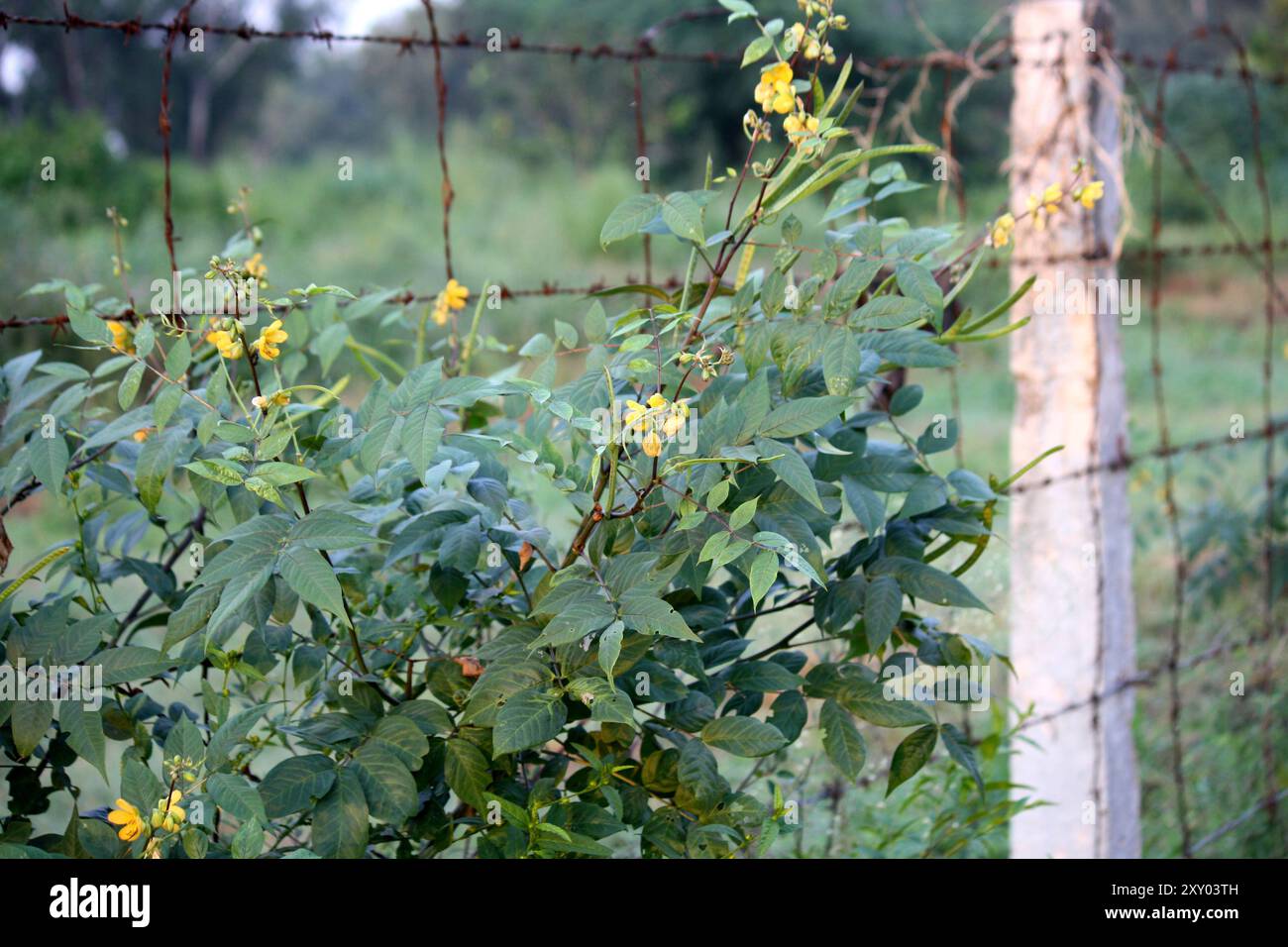 Coffee senna (Senna occidentalis) with yellow flowers arranged in ...