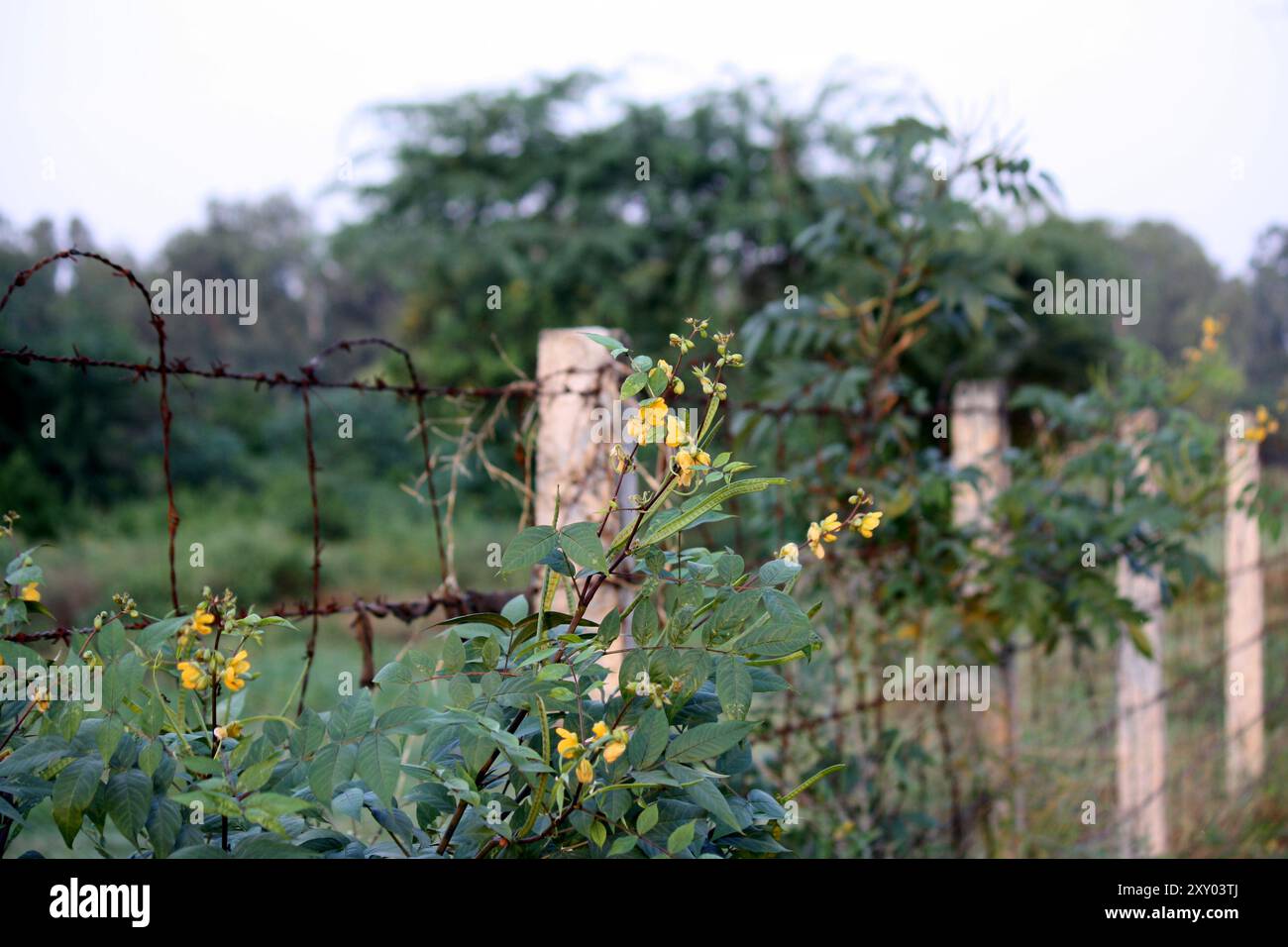 Coffee senna (Senna occidentalis) with yellow flowers arranged in ...