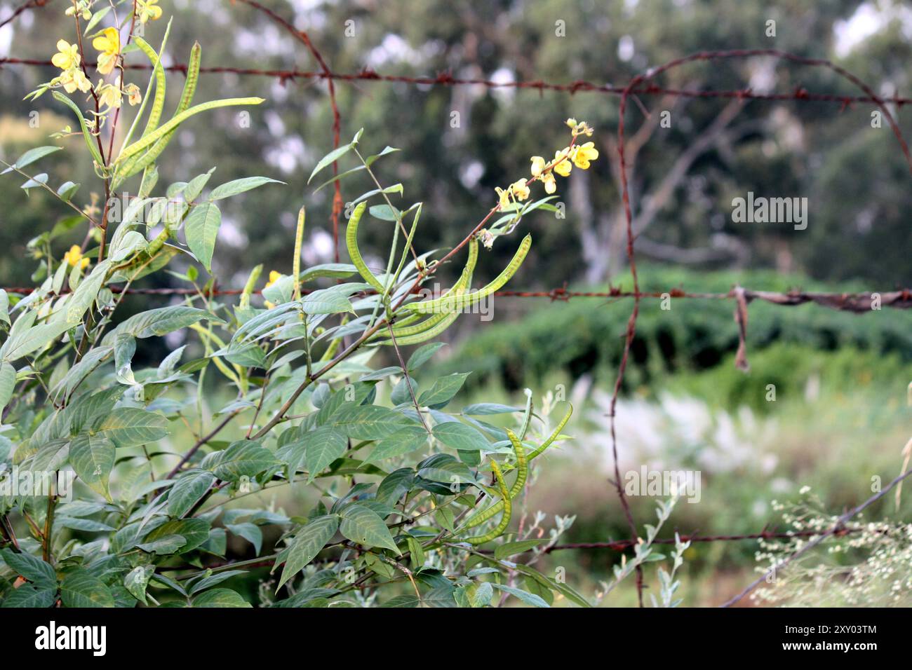 Coffee senna (Senna occidentalis) with yellow flowers arranged in ...