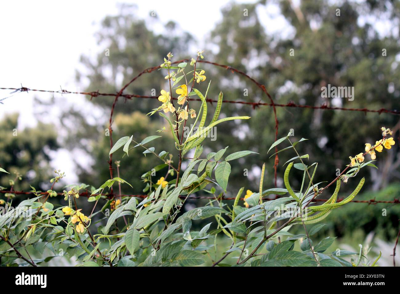 Coffee senna (Senna occidentalis) with yellow flowers arranged in ...