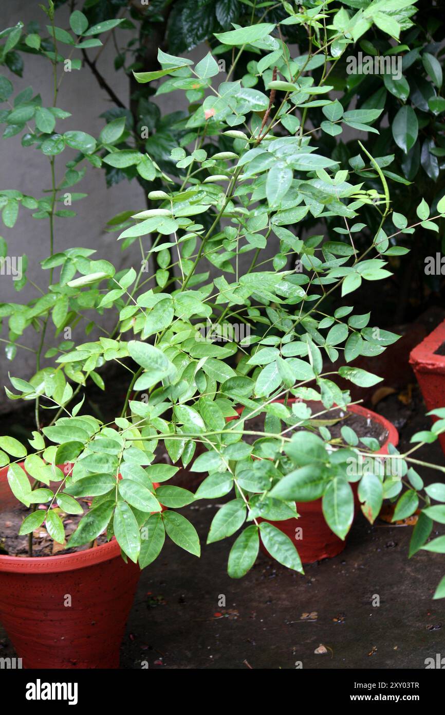 Coffee senna (Senna occidentalis) with yellow flowers arranged in ...