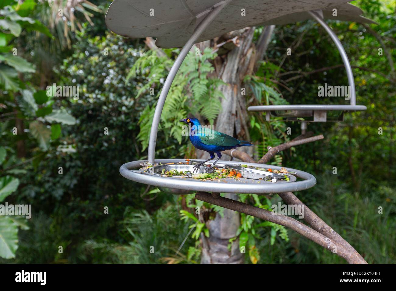 Side profile view of a Purple Starling (Lamprotornis purpureus) at a ...