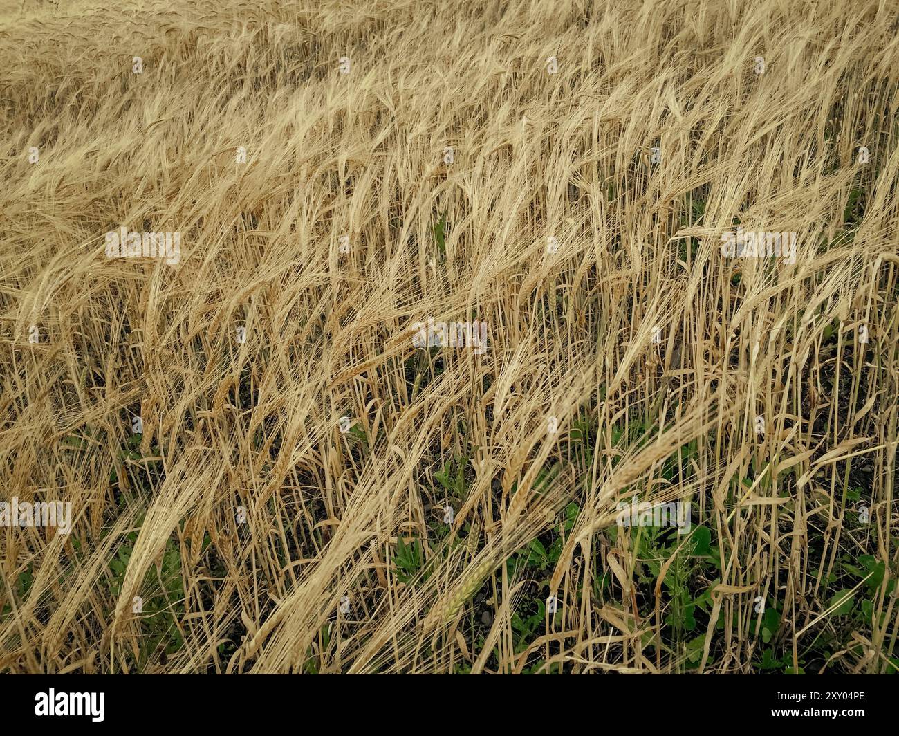 Wheat field blowing in the wind Stock Photo - Alamy