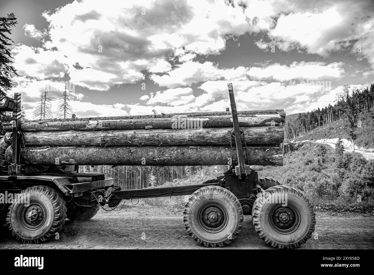 Timber carrier with sawn logs at the wood storage place. Forest ...