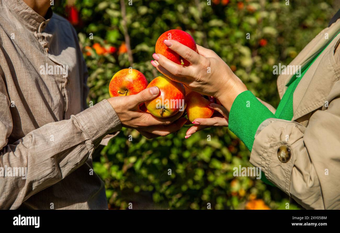 Man and woman hand pick ripe apple. Harvesting from the trees. Apple ...
