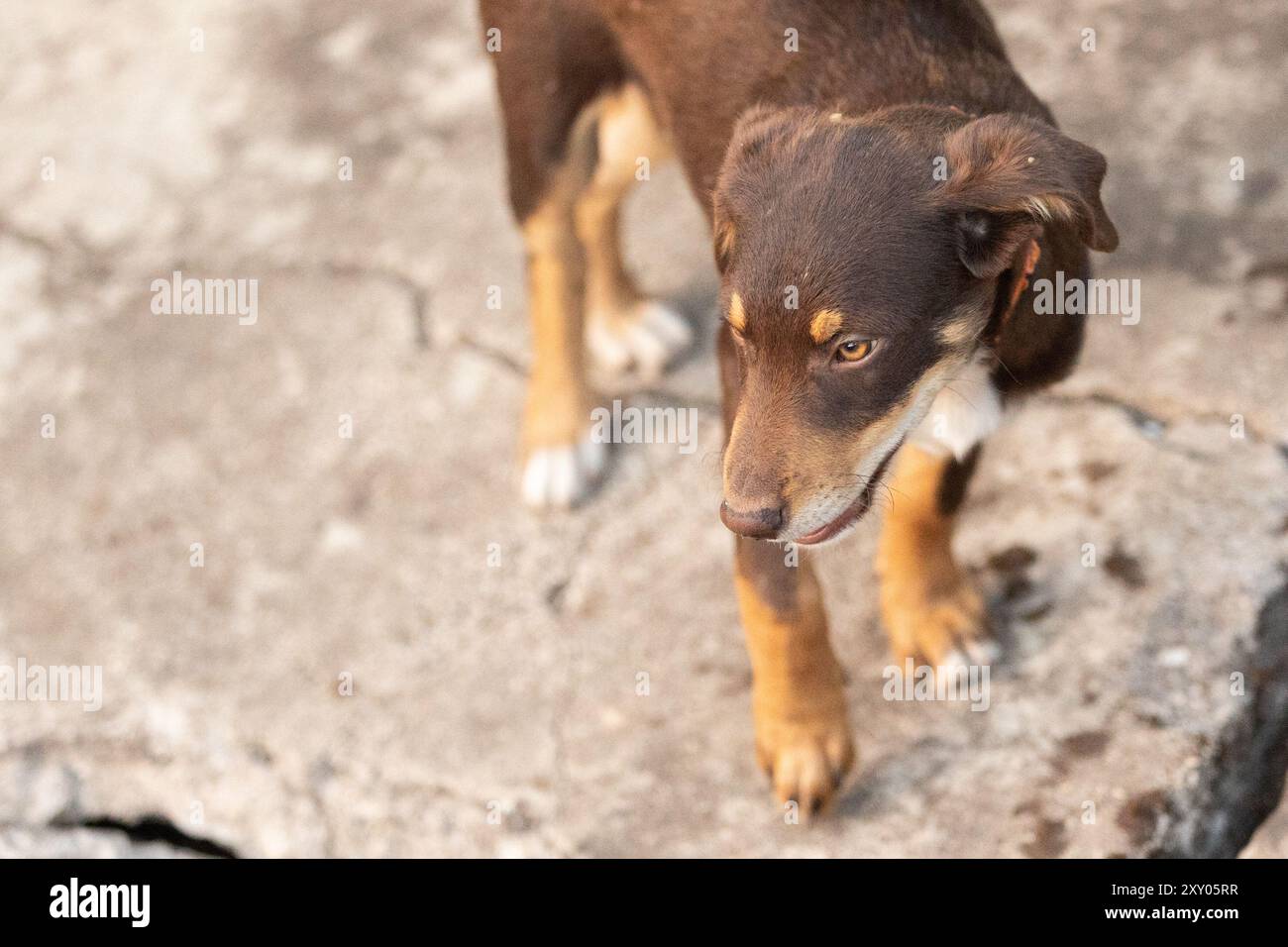Brown stray mutt puppy standing, top view. Mixed-breed dog Stock Photo ...