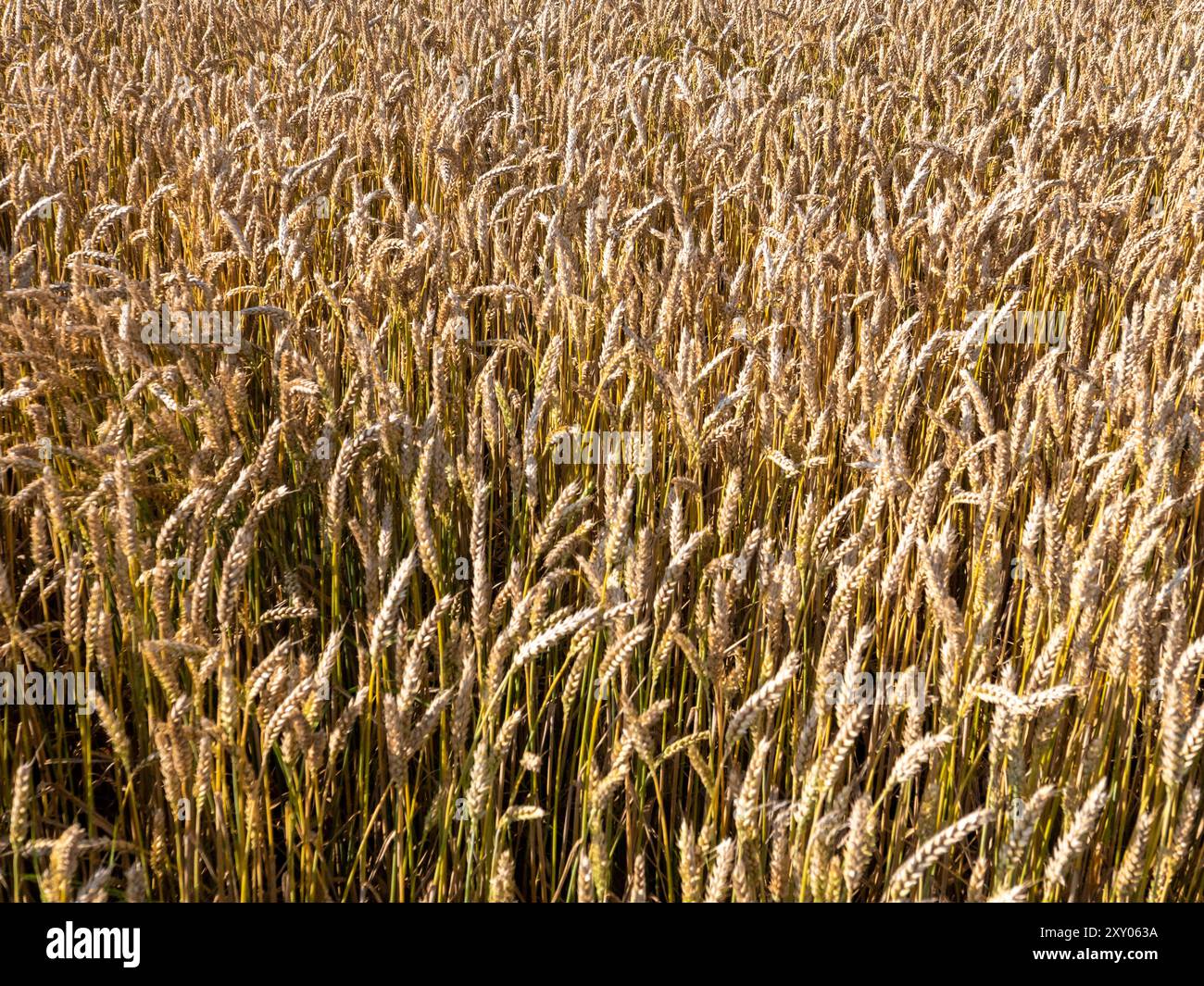 Seed type hi-res stock photography and images - Alamy