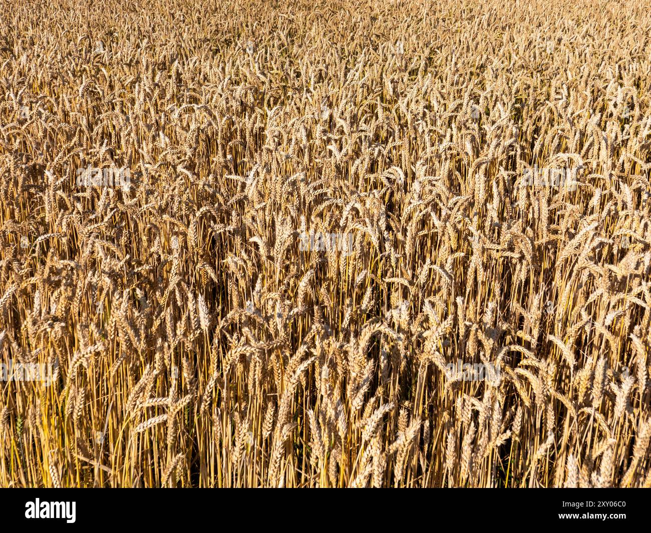 Wheat field (Triticum aestivum) near Siegertsbrunn near Munich in ...