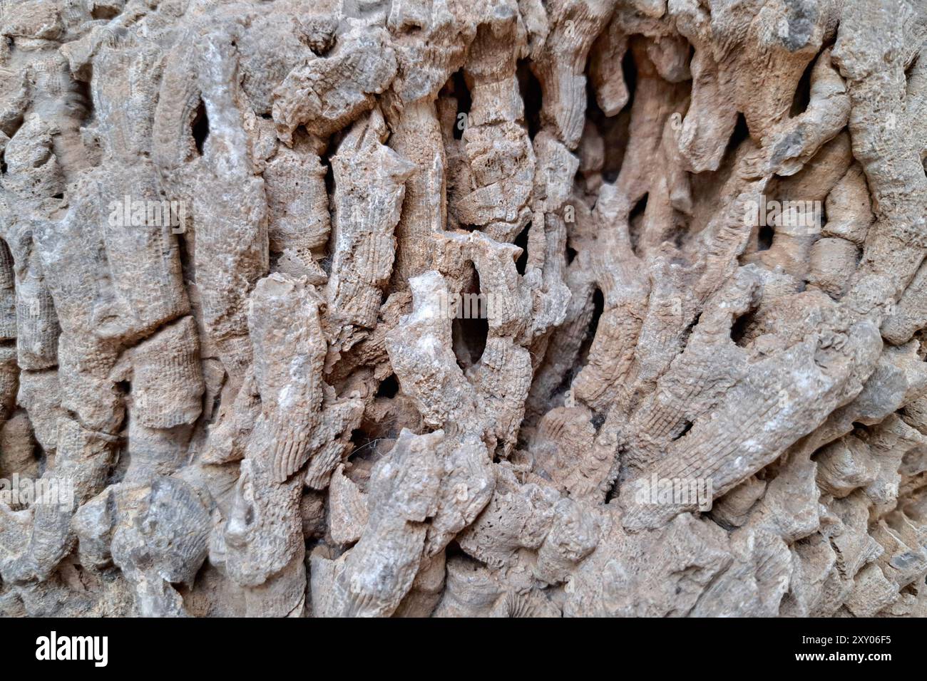 A detailed view of fossilized coral, showing its intricate, porous ...