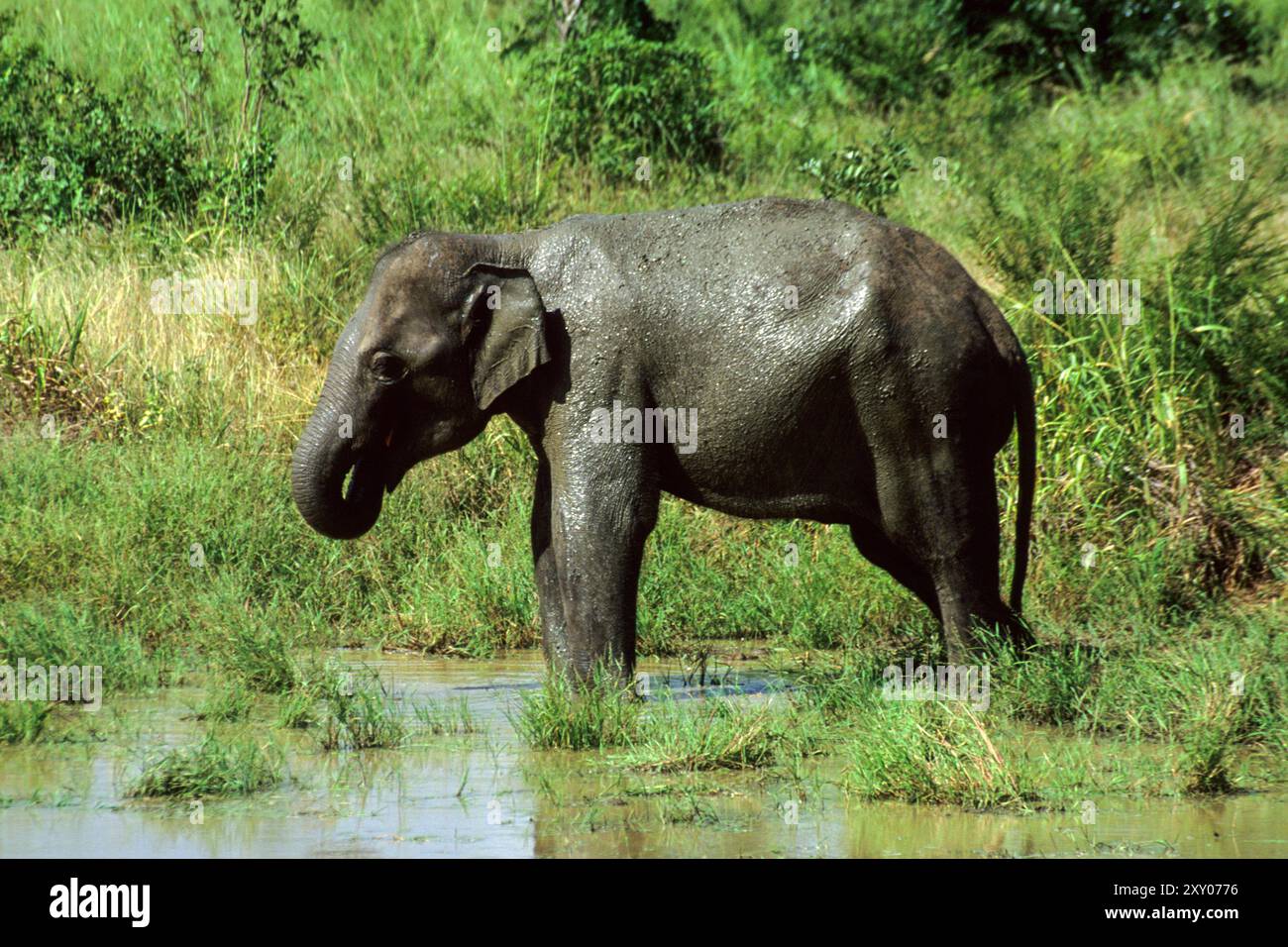 A solitary Sri Lankan elephant (Elephas maximus maximus) drinking from ...