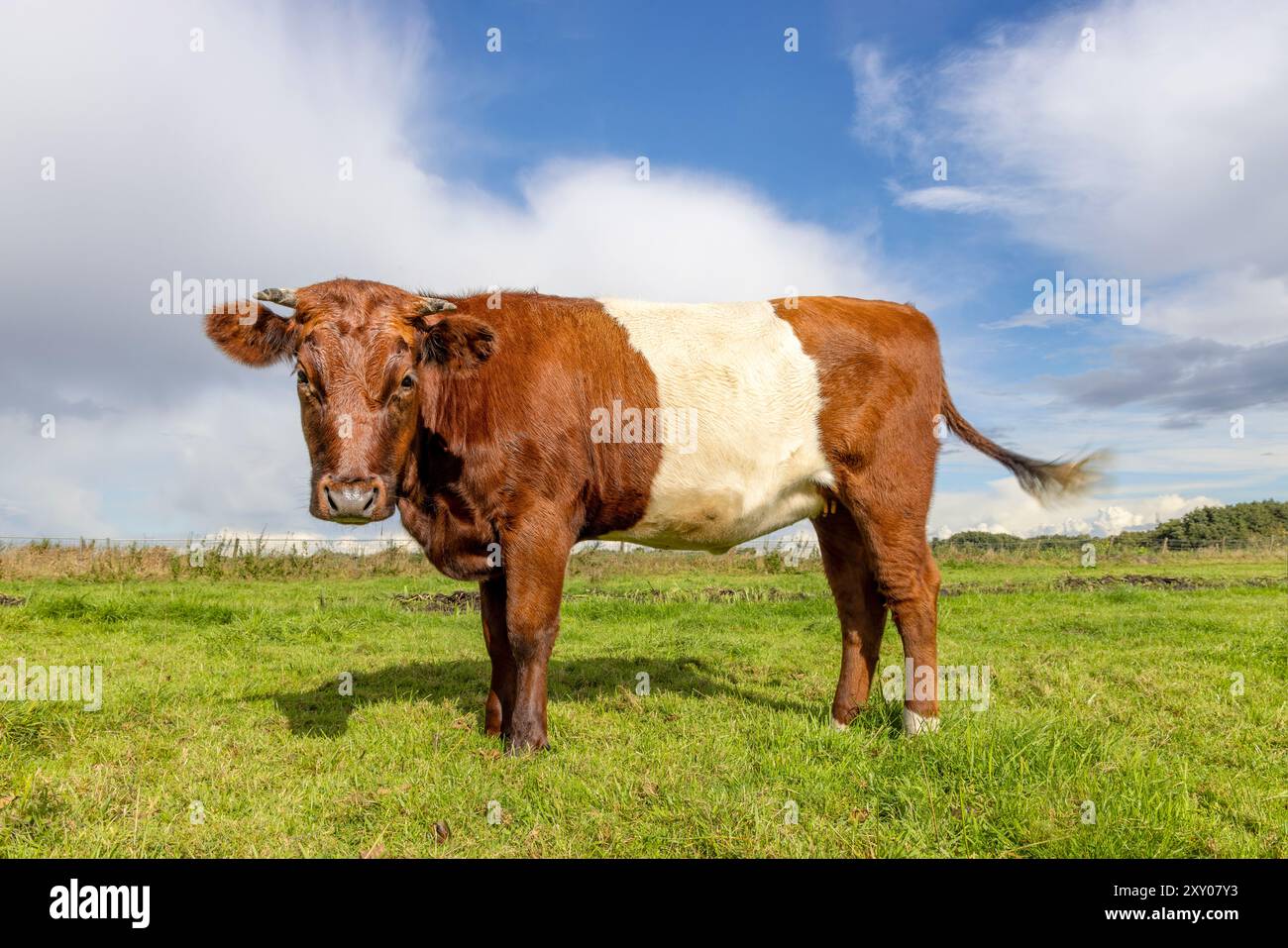 Dutch Belted cow, Lakenvelder cattle from Holland, with horns, red and ...