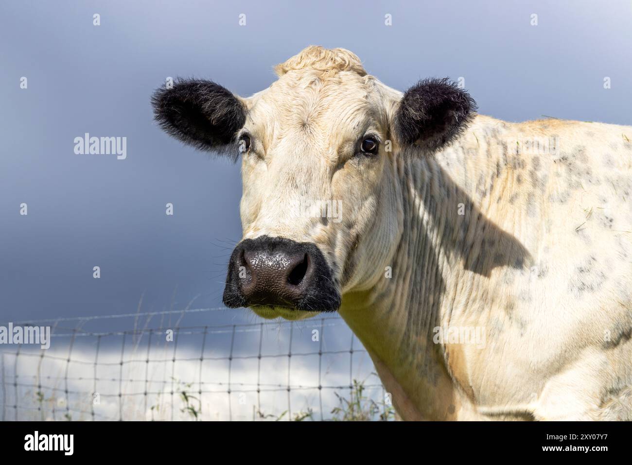 Beef cow, white face looking, black nose and ears, barbed wire fence ...