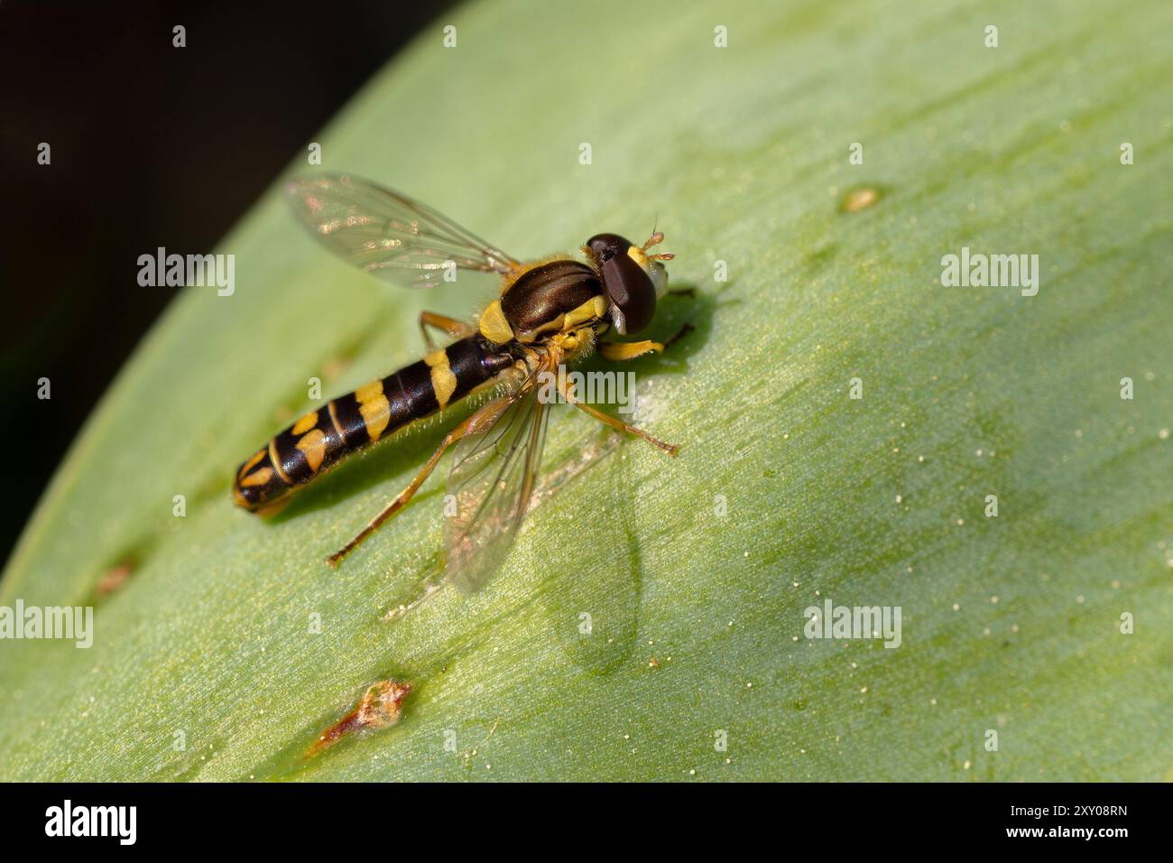 Long Hoverfly – Sphaerophoria skripta, small beautiful colored hover ...
