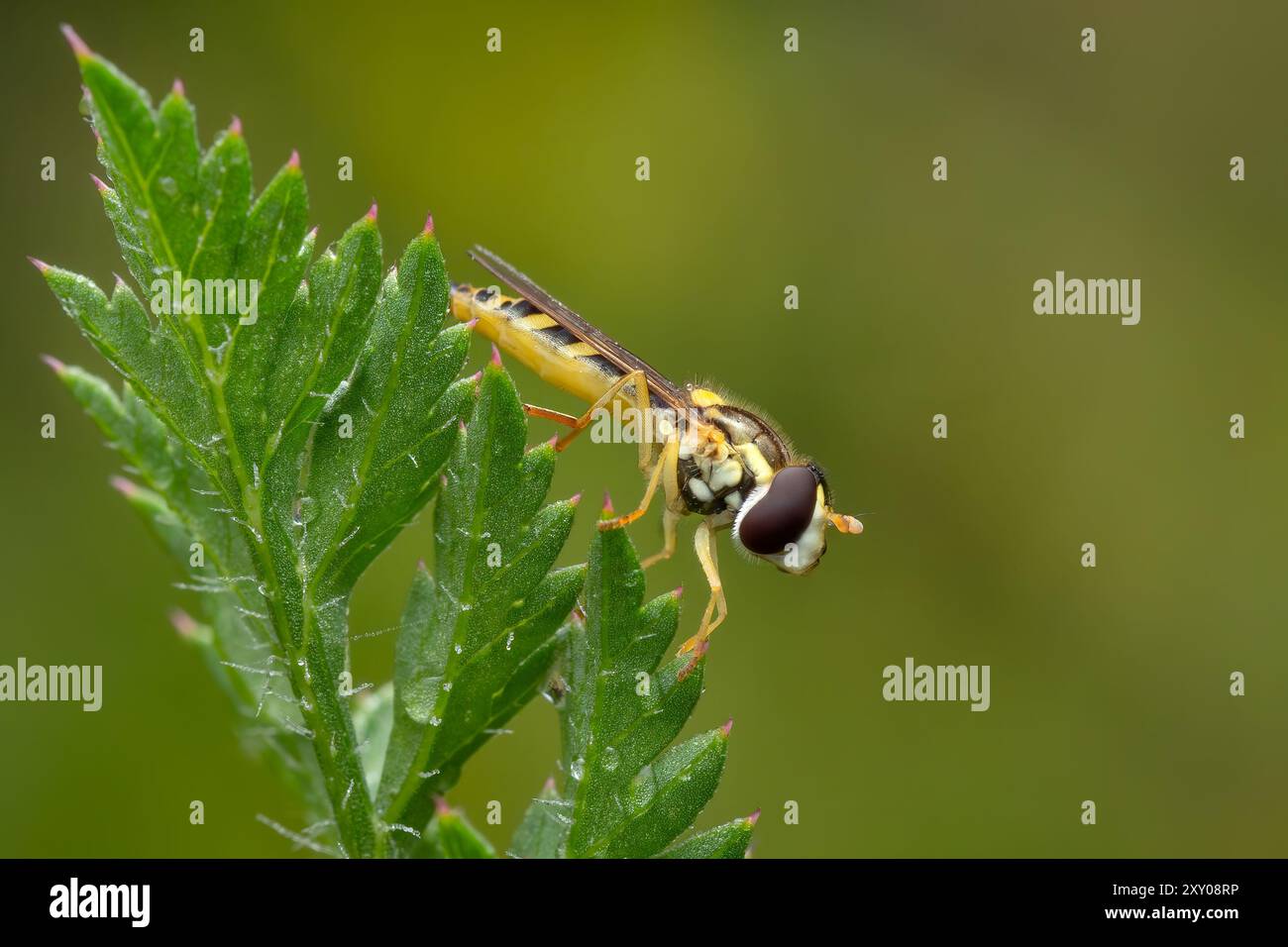 Long Hoverfly – Sphaerophoria skripta, small beautiful colored hover ...