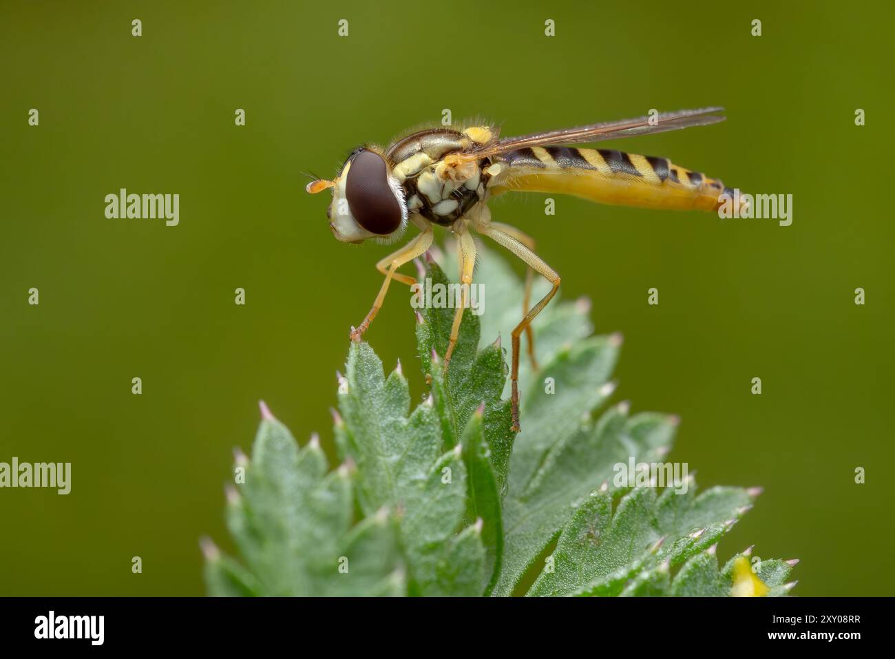 Long Hoverfly – Sphaerophoria skripta, small beautiful colored hover ...