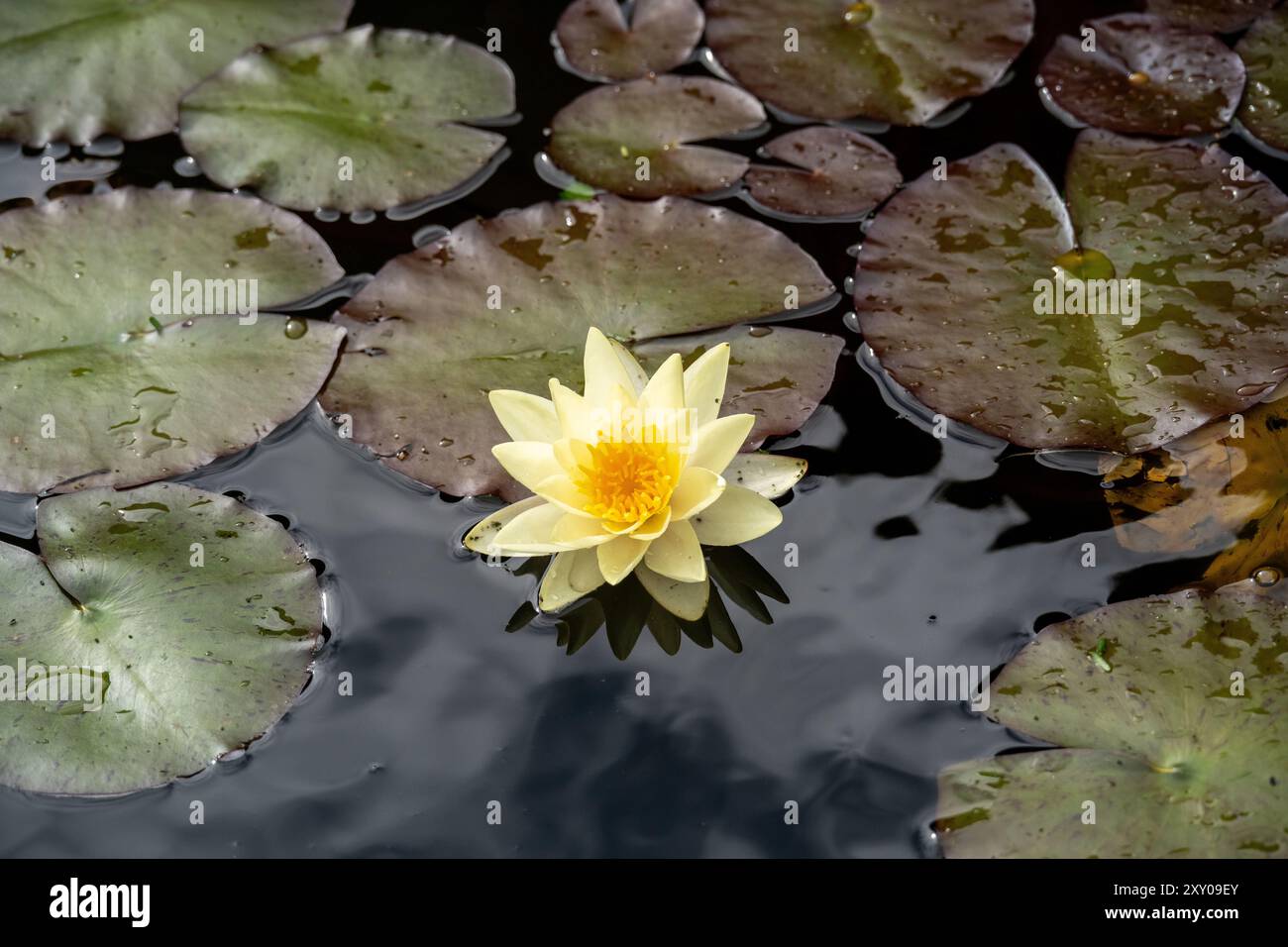 The Yellow water-lily is a common plant of still or slow-moving water ...