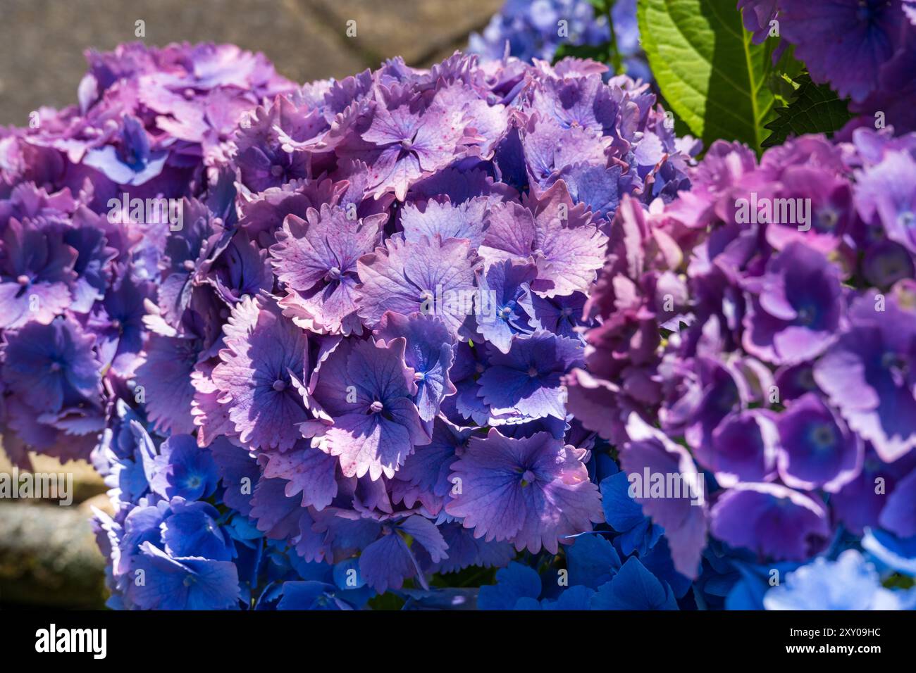 Lilac blue Hydrangea plants are summer flowering shrubs that are hard ...