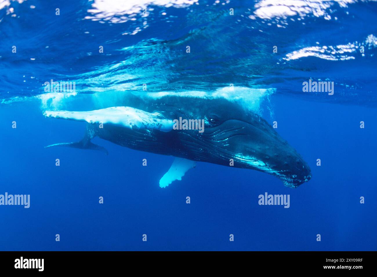 Humpback whale (Megaptera novaeangliae), Silverbanks, Dominican ...
