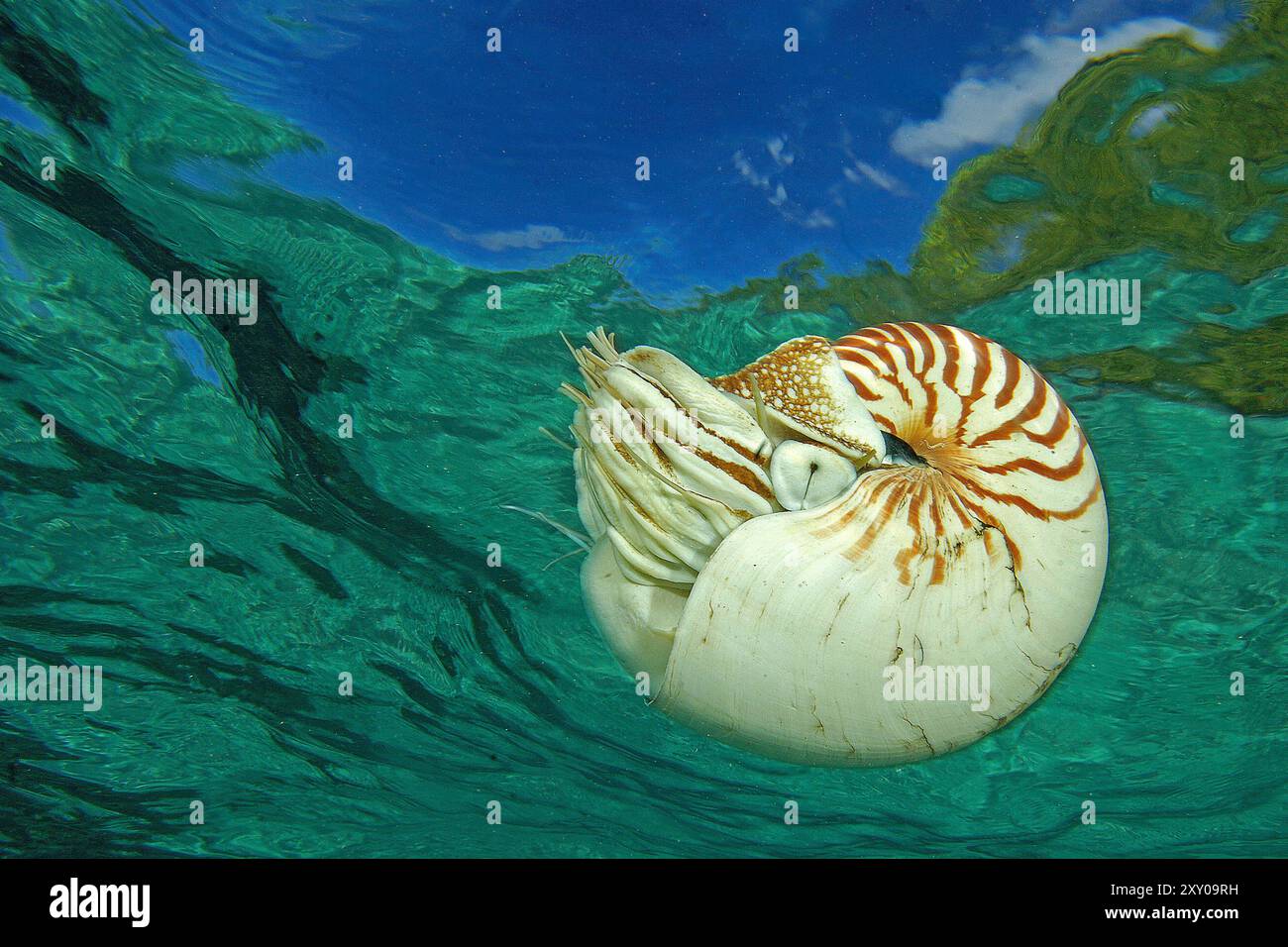 Cephalopoda fossil cephalopod hi-res stock photography and images - Alamy