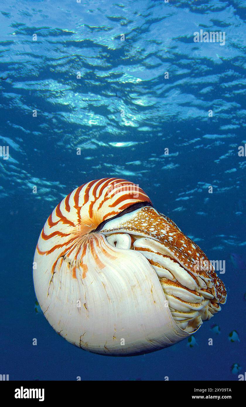 Mesopelagial hi-res stock photography and images - Alamy