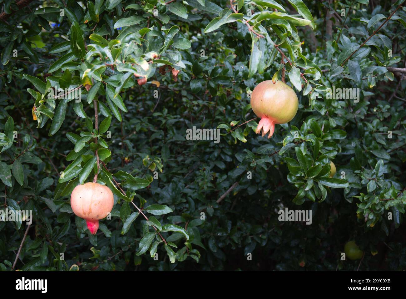 Two pomegranates hanging from a green pomegranate tree Stock Photo - Alamy