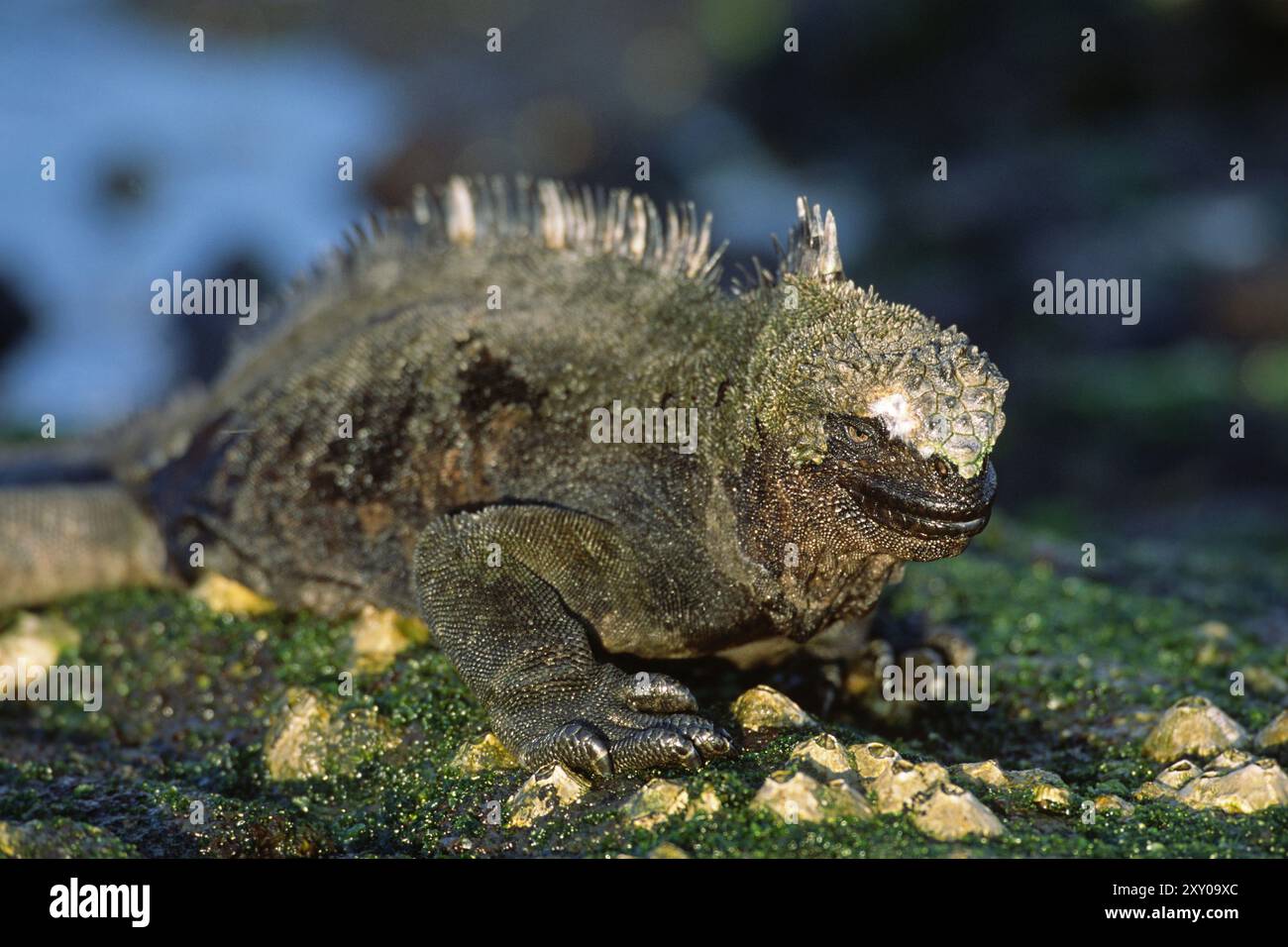 Endemic marine iguana amblyrhynchus hi-res stock photography and images ...