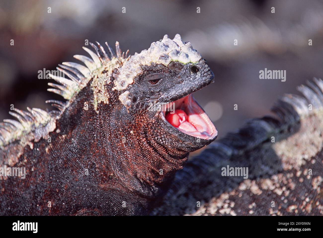 Marine iguana (Amblyrhynchus cristatus), Galapagos, Achipelago, Ecuador ...