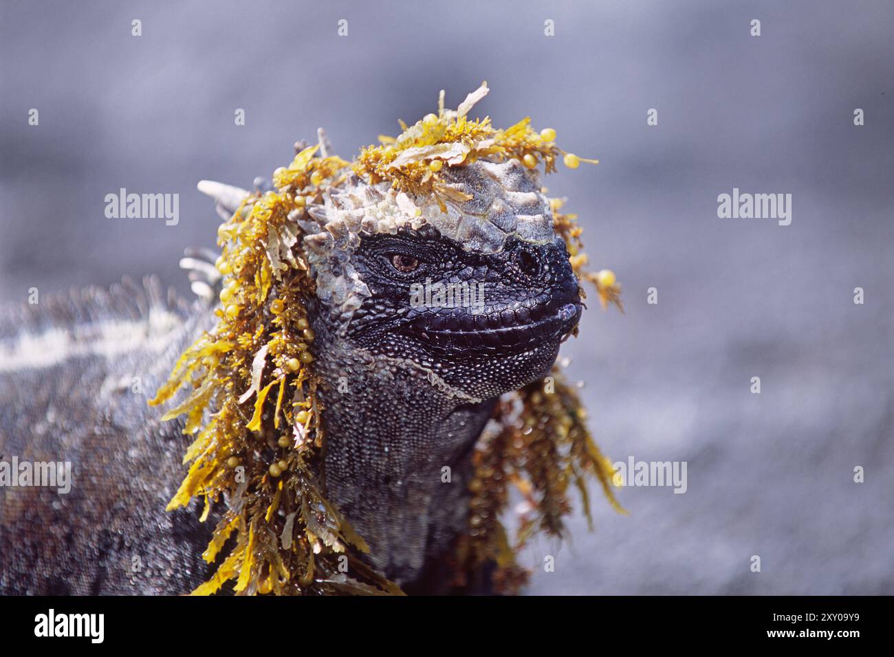 Marine iguana (Amblyrhynchus cristatus), Galapagos, Achipelago, Ecuador ...
