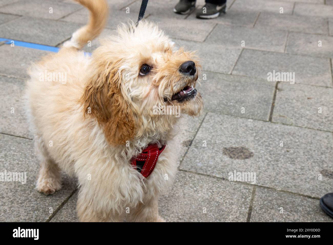 A very cute scruffy brown Cockapoo dog being taken for a walk Stock ...