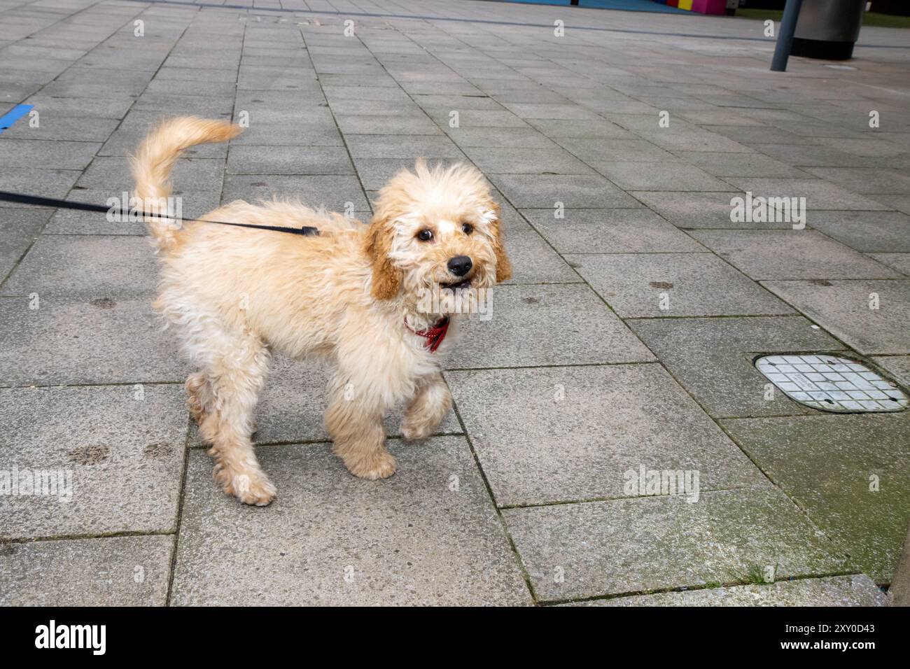 A very cute scruffy brown Cockapoo dog being taken for a walk Stock ...