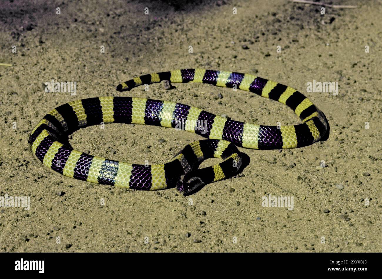 The banded krait (Bungarus fasciatus) is a highly venomous species of ...