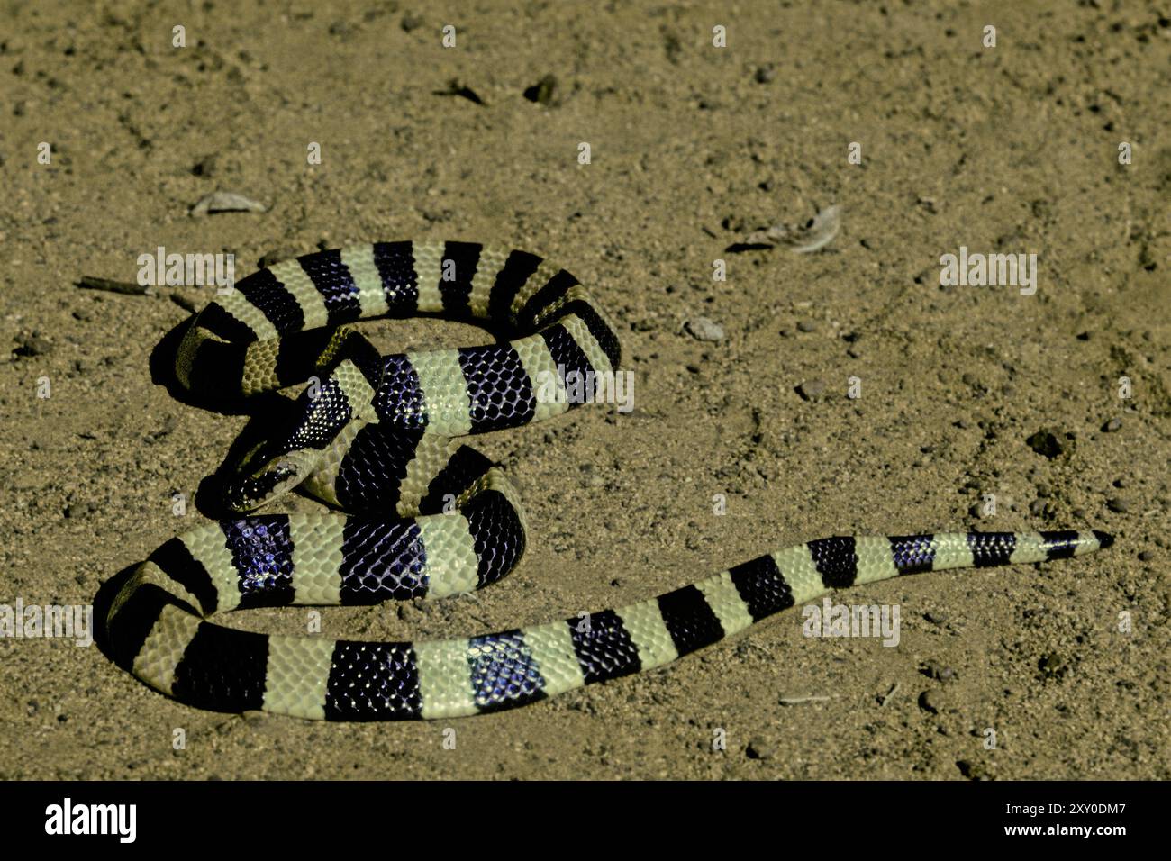 The banded krait (Bungarus fasciatus) is a highly venomous species of ...