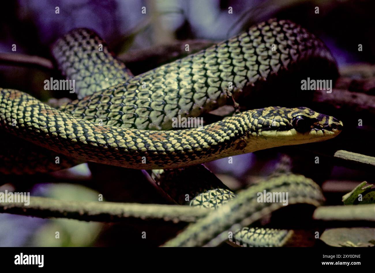 Chrysopelea, commonly known as the flying snake or gliding snake, is a ...