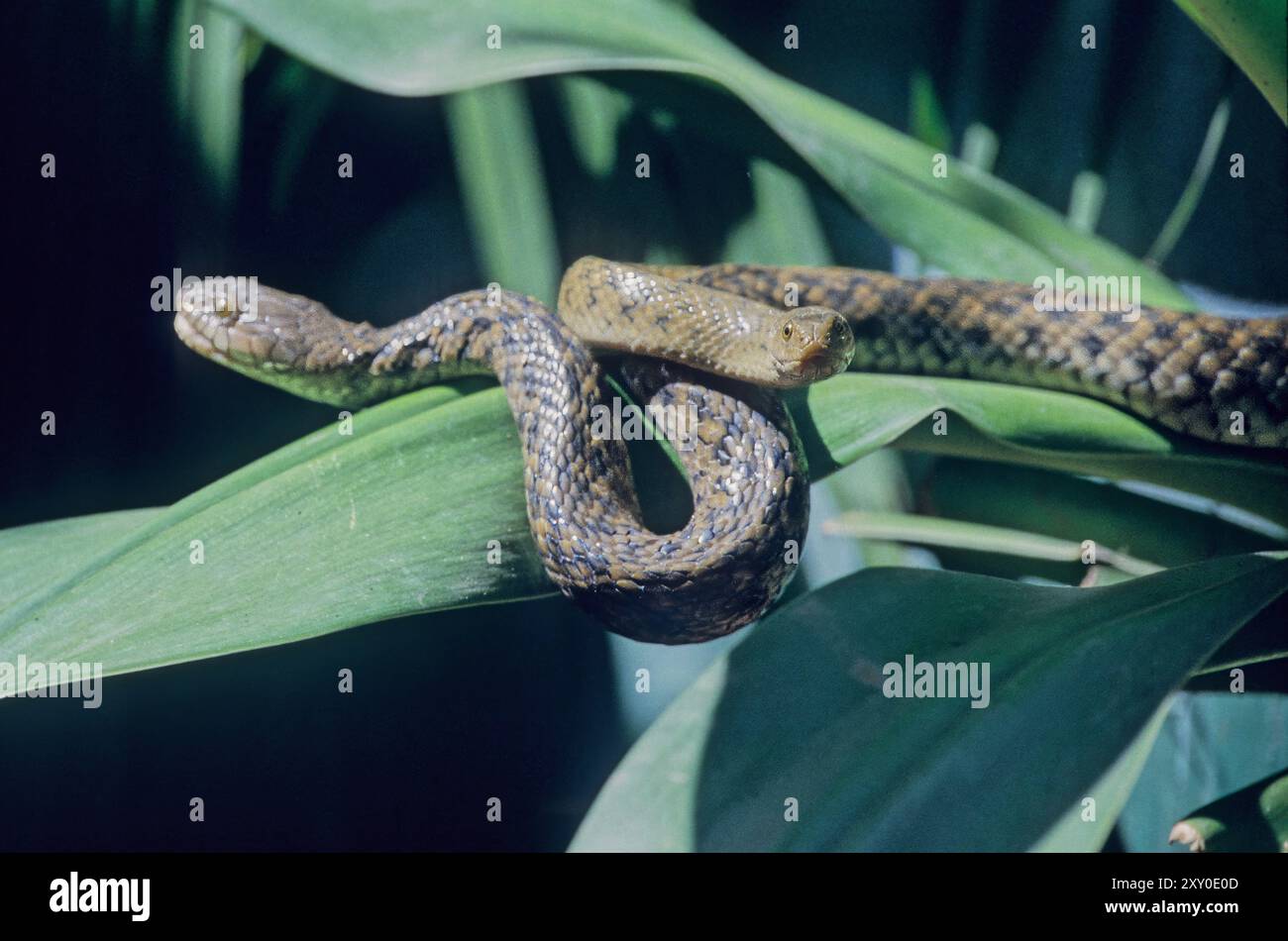 Species common snakehead hi-res stock photography and images - Alamy