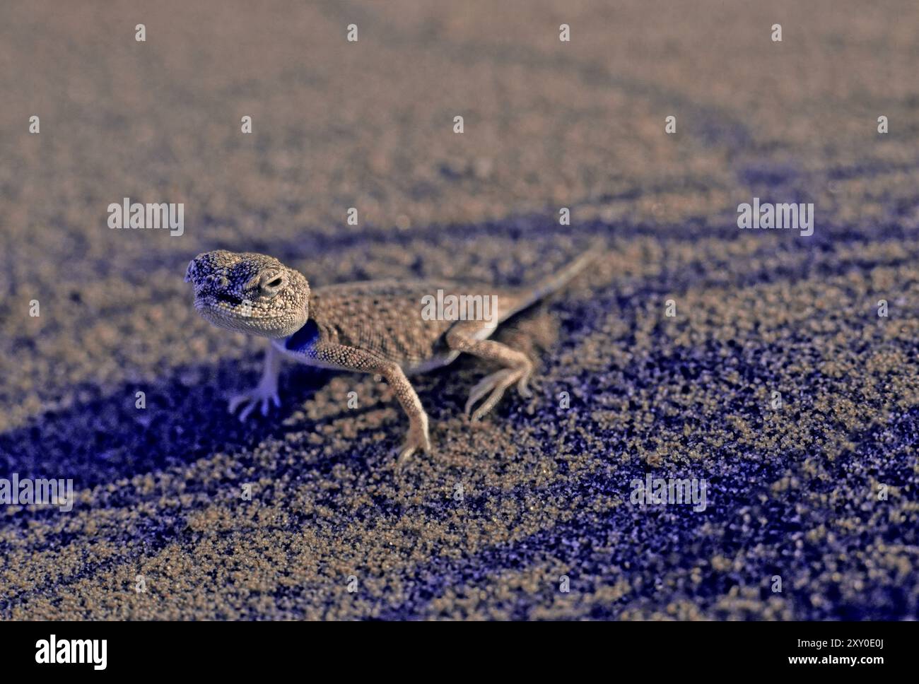 Toad in burrow hi-res stock photography and images - Alamy