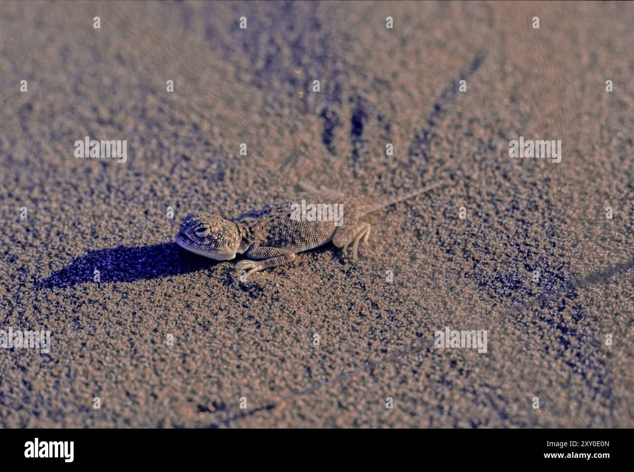 Arabicus hi-res stock photography and images - Alamy