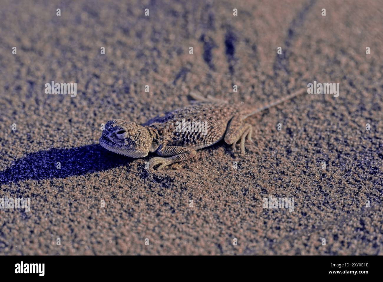 Toad in burrow hi-res stock photography and images - Alamy
