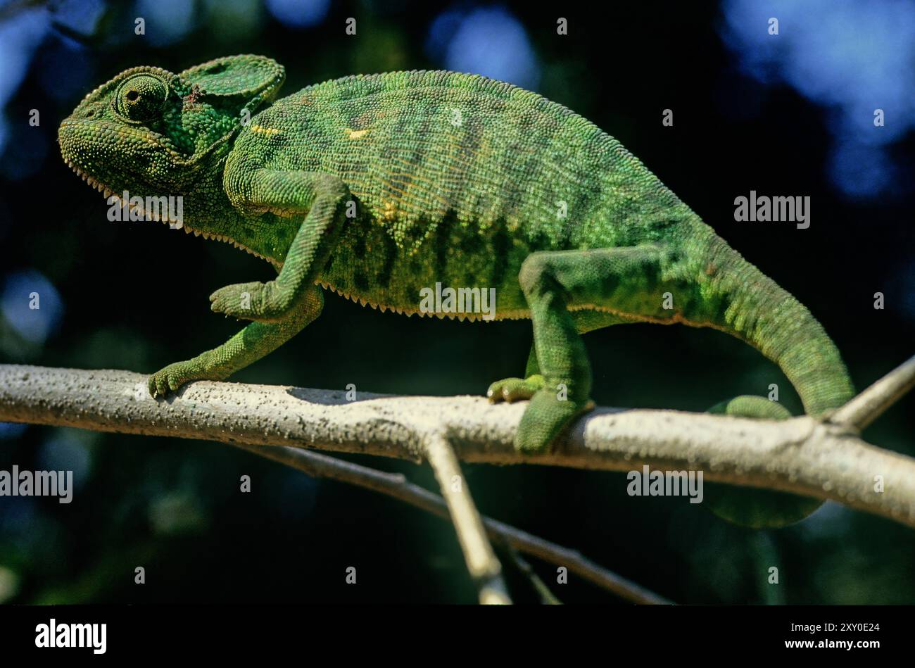 Indian chameleon chamaeleo zeylanicus hi-res stock photography and ...