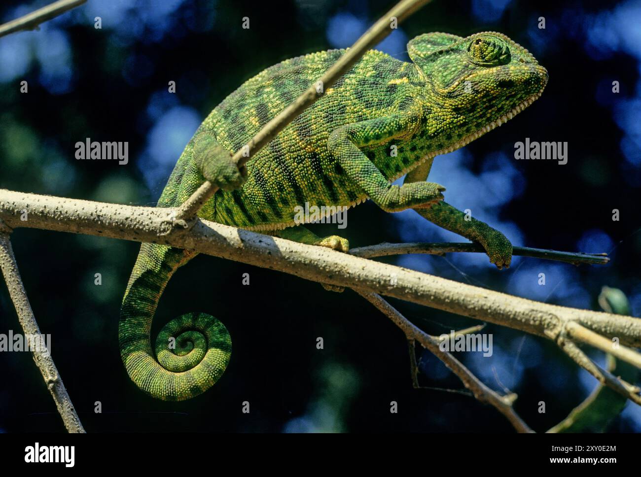 Indian chameleon hi-res stock photography and images - Alamy