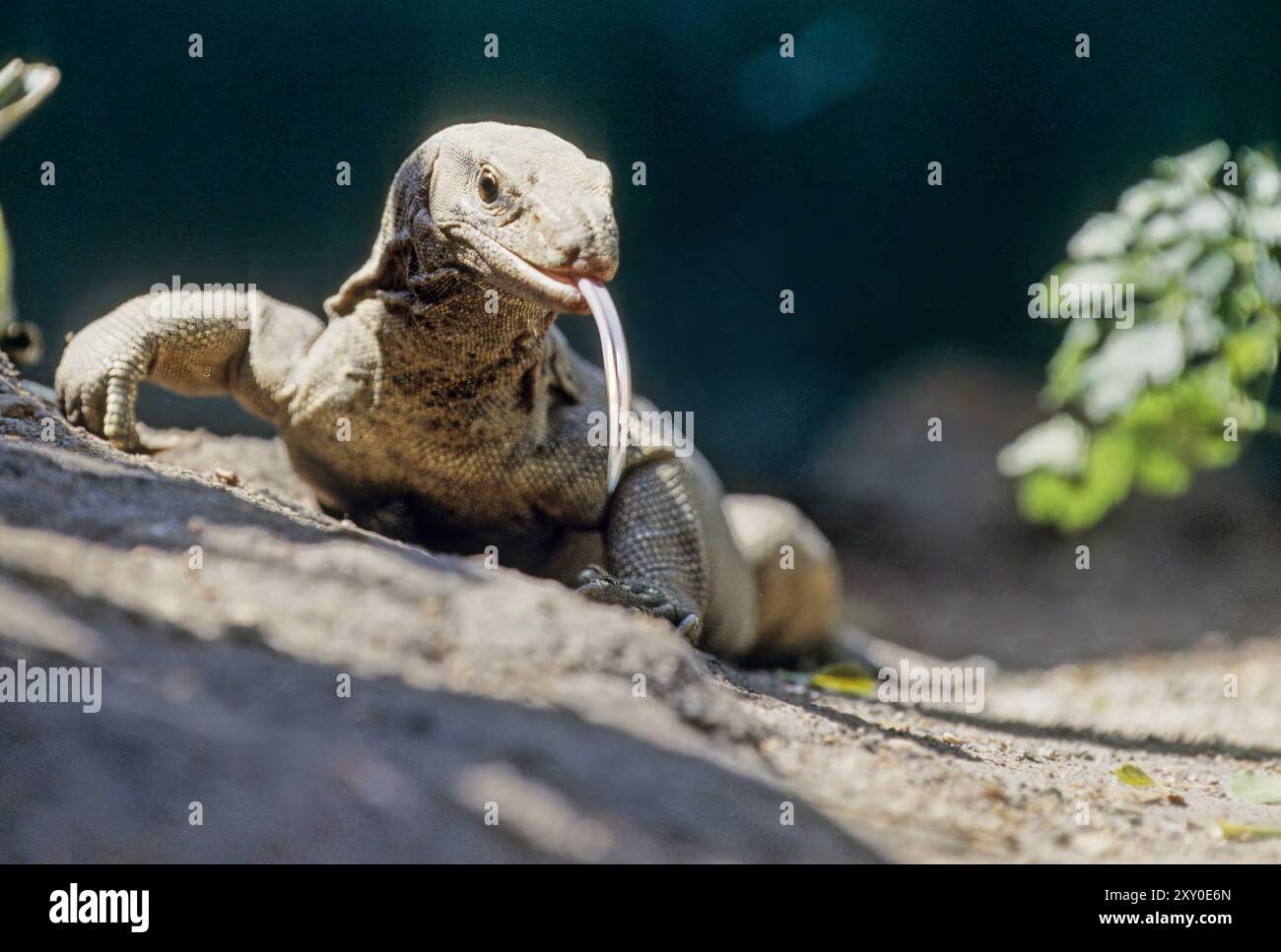 The Bengal monitor (Varanus bengalensis), also called the Indian ...
