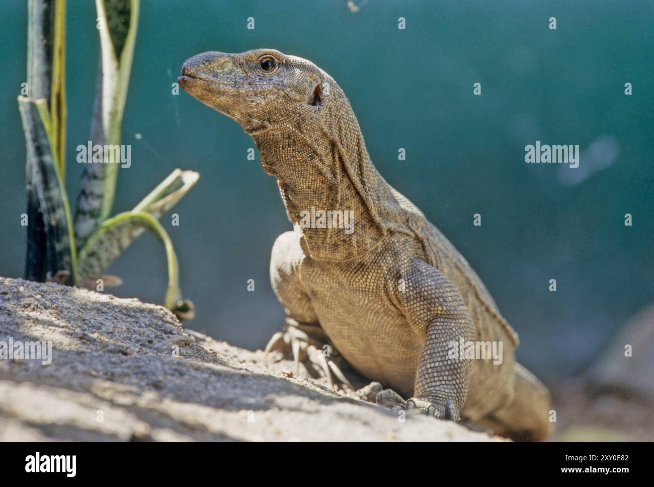The Bengal monitor (Varanus bengalensis), also called the Indian ...