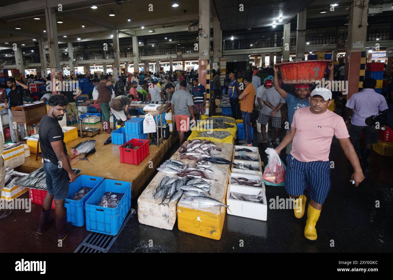 Colombo, Sri Lanka. 27th Aug, 2024. Vendors sell fish at a fish market ...