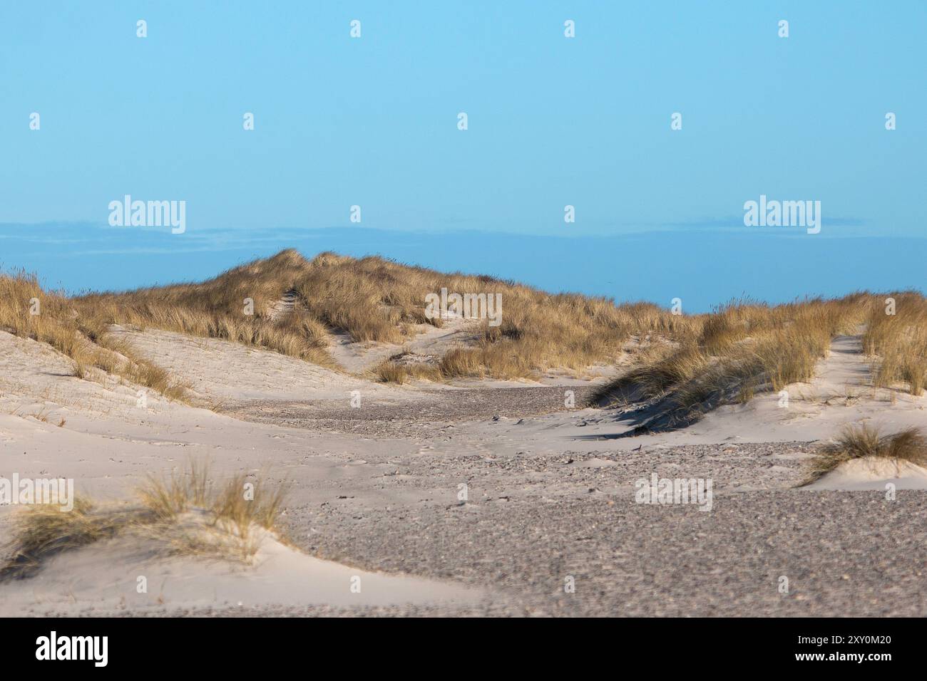 Råbjerg Mile a dune in Denmark Stock Photo - Alamy