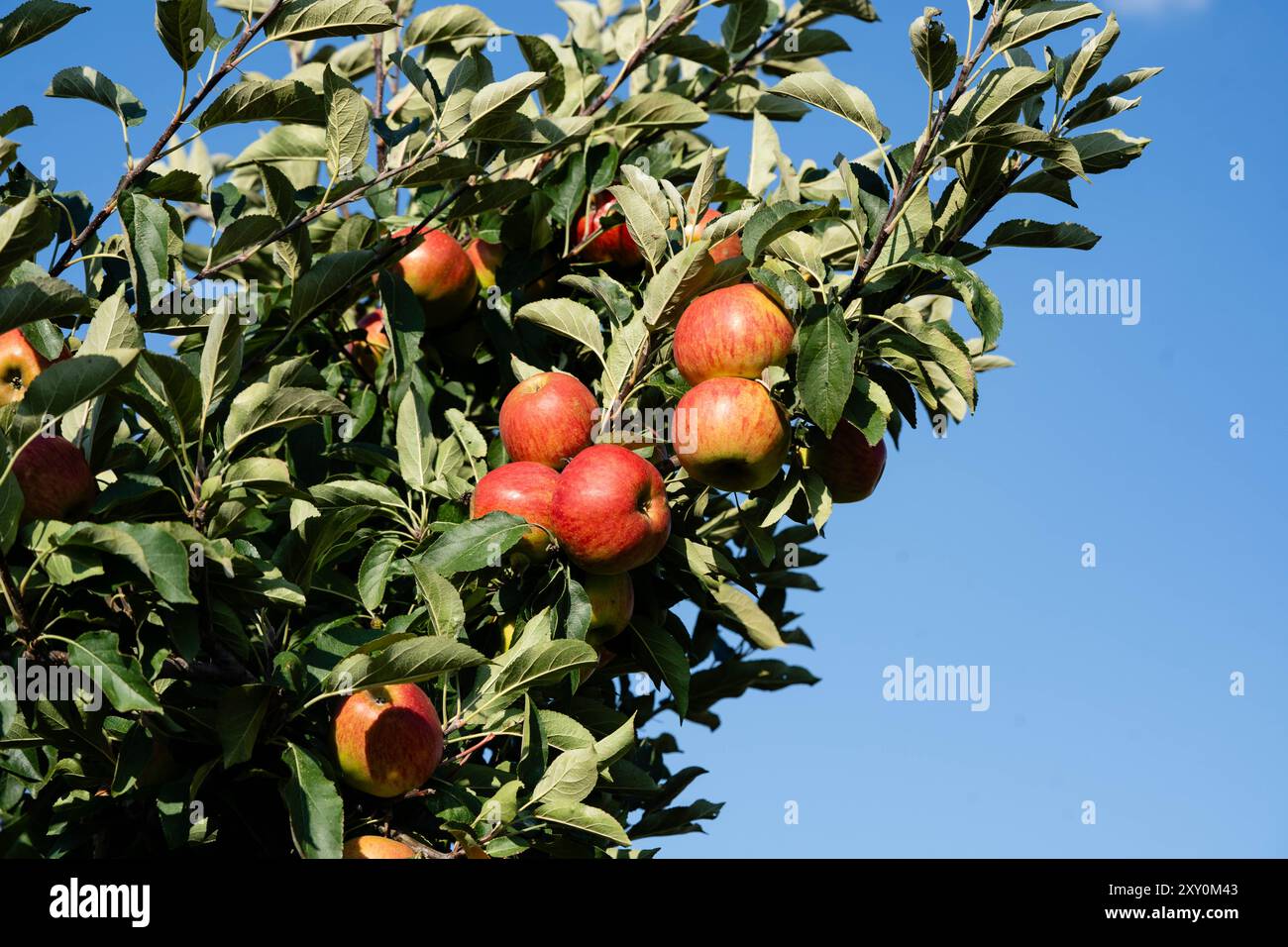 Apple trees in the Old Land near Hamburg the largest contiguous fruit ...
