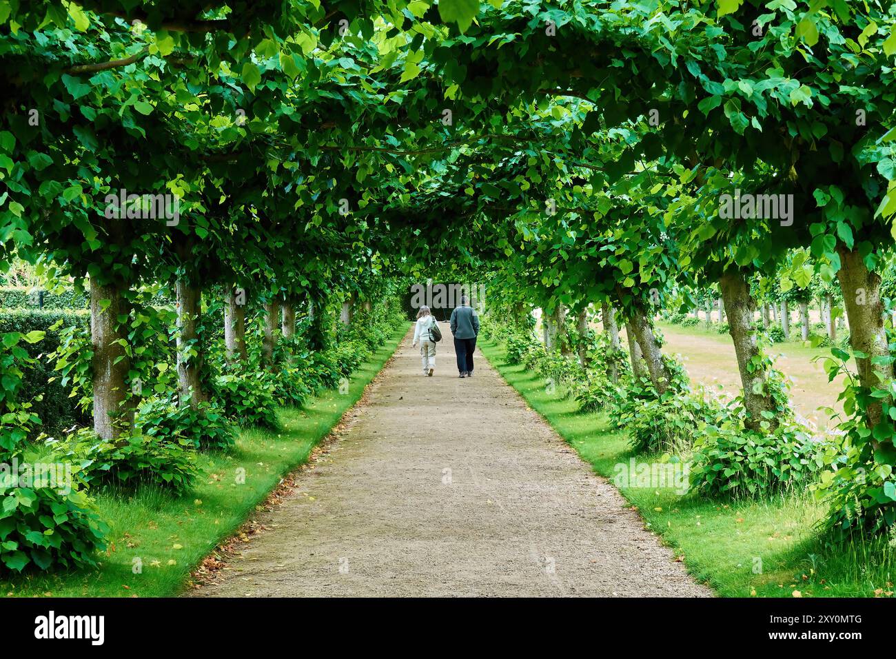 Serene Pathway Under Lush Green Lime Trees With People Strolling Stock ...