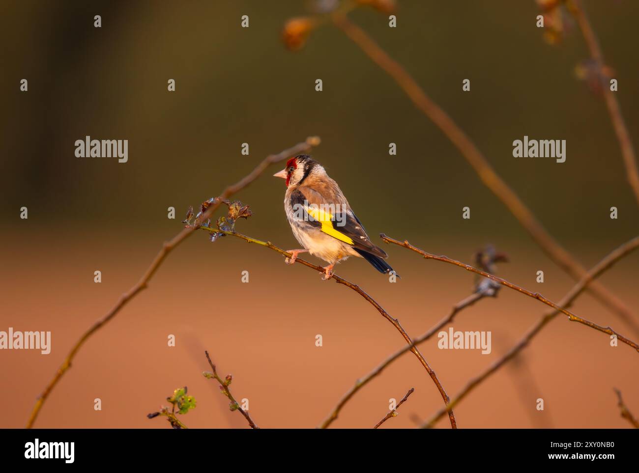 Gavin finch hi-res stock photography and images - Alamy