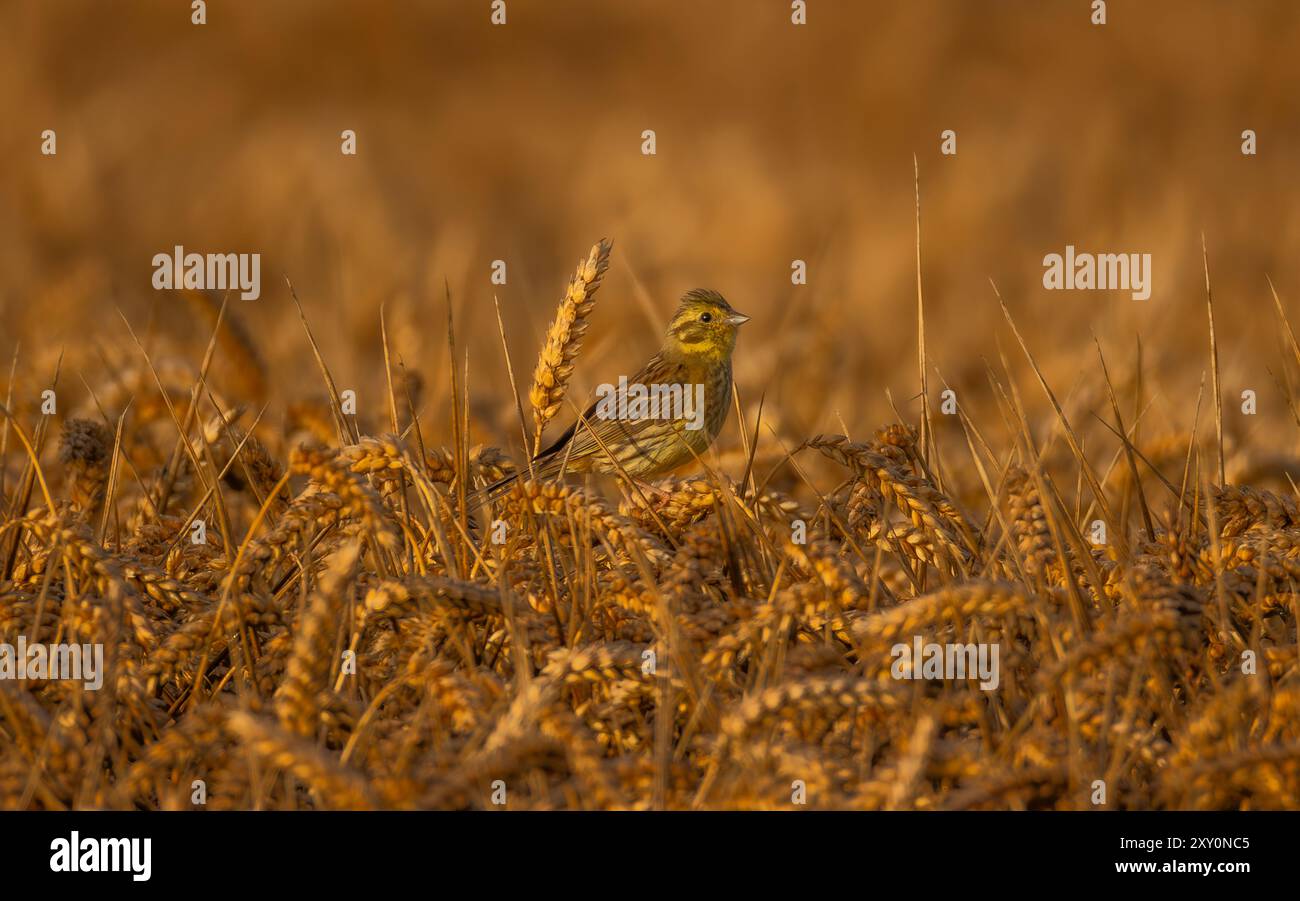 Yellowhammer captured in morning light hi-res stock photography and ...