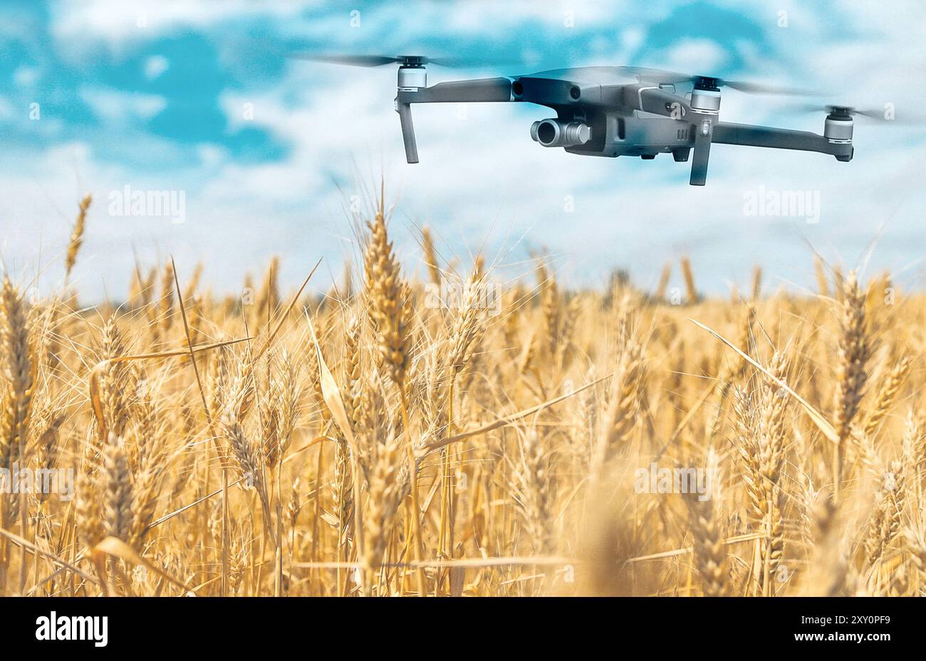 A drone used to check a wheat field - Concept of using drones and ...