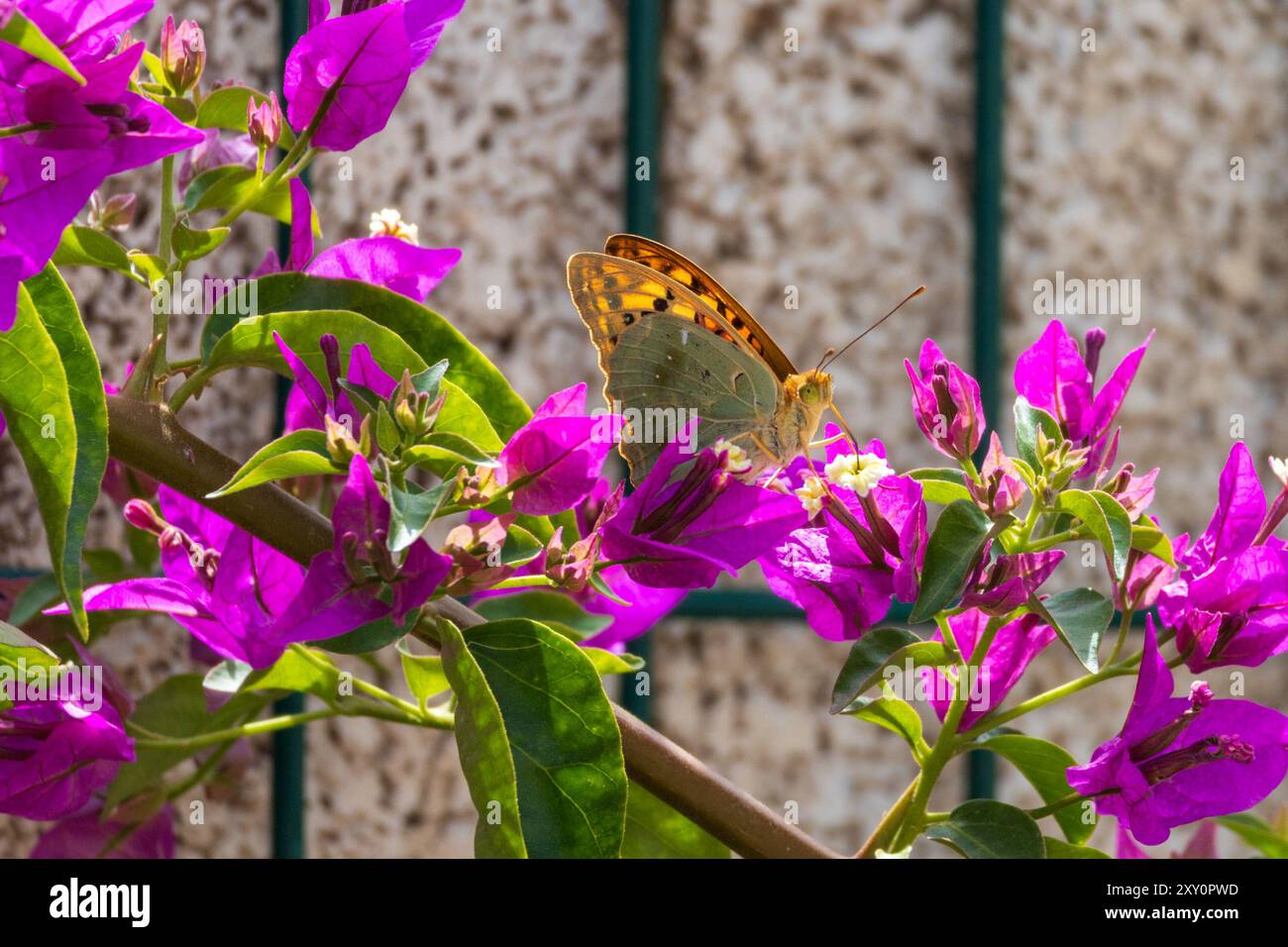 The Cardinal Fritillary, Argynnis pandora Butterfly on a Bougainvillea ...
