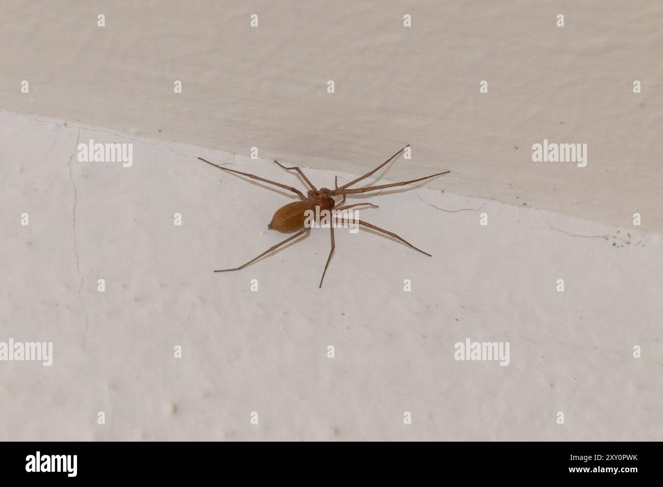 Cithaeron praedonius hi-res stock photography and images - Alamy